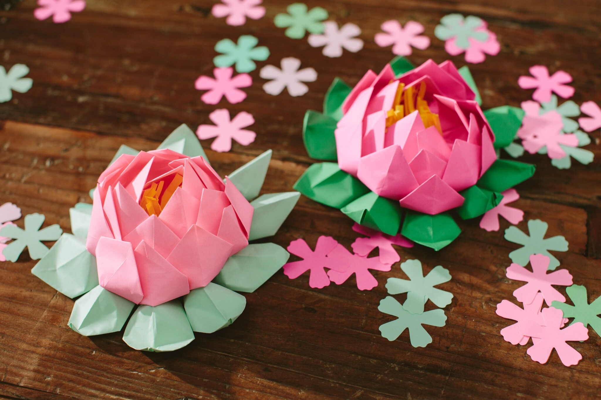 Lotus House Women's Shelter - Where Hope Blossoms